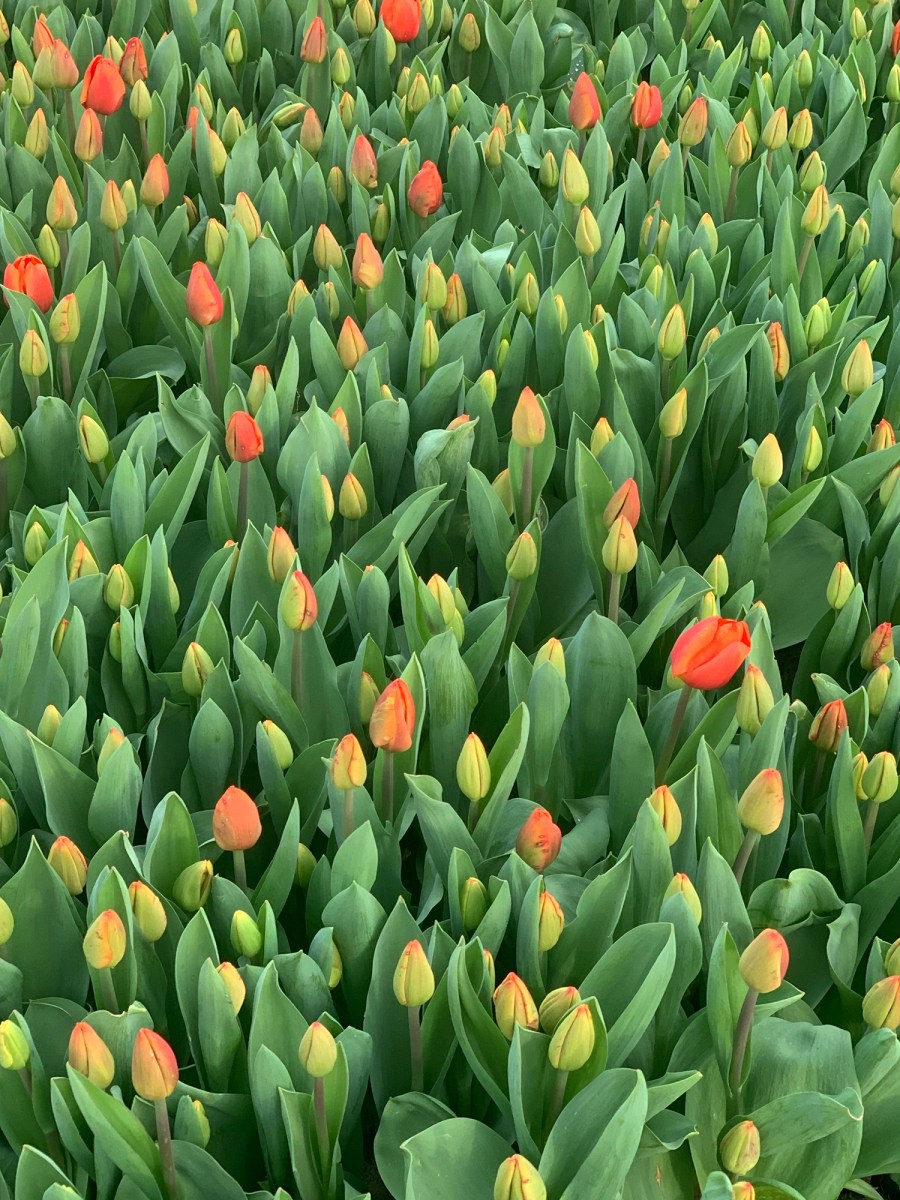 El Reverso (Resumen semanal del 22 al 26 de abril de 2024) – El reverso ...